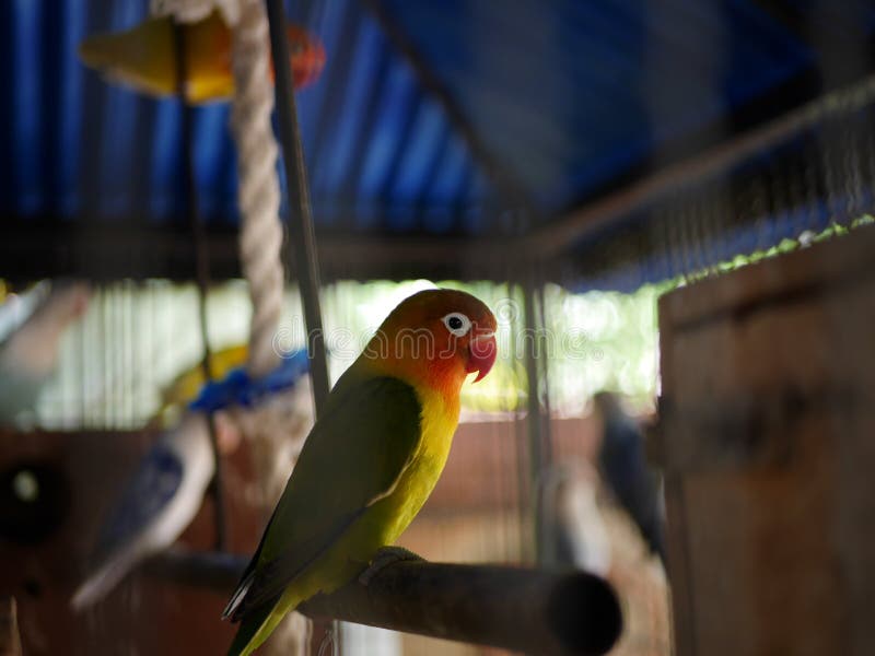 The parrot stock image. Image of yellow, cage, inside - 105028187