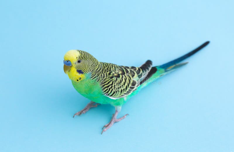 Turquoise Budgie Stock Photos - Free & Royalty-Free Stock Photos from ...