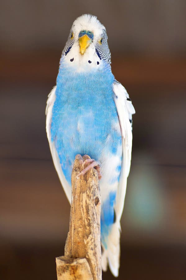 Beautiful parrot 1 stock photo. Image of animal, blue - 68994720