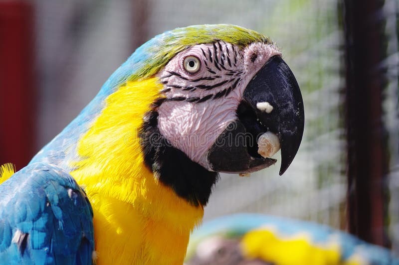 A Beautiful Parrot Macaw Ara with Yellow and Blue Feather Close-up ...