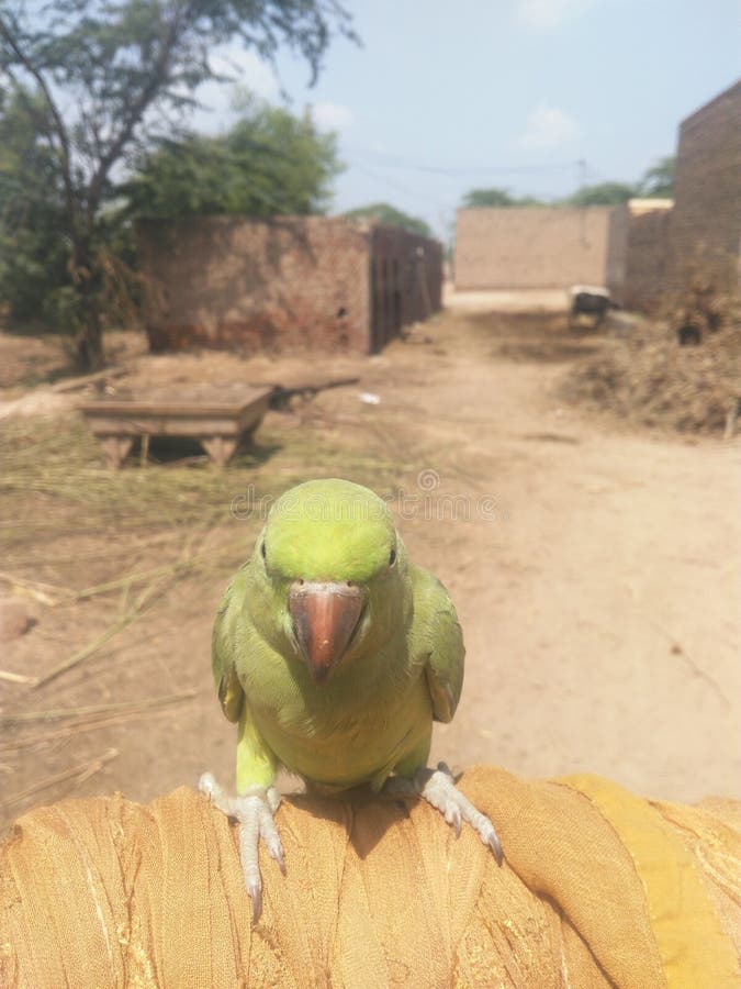 Beautiful parrot Nice stock image. Image of popat, beautiful - 157730465