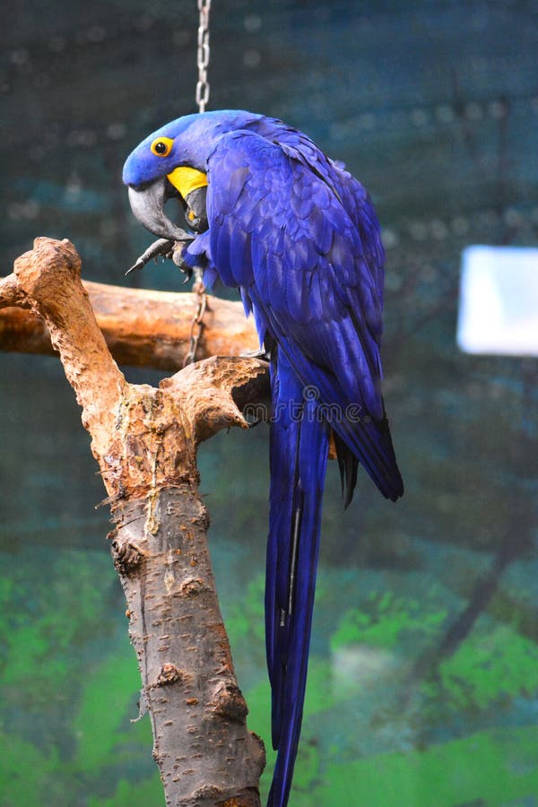 Beautiful parrot stock photo. Image of colors, bird, imitate - 85659308