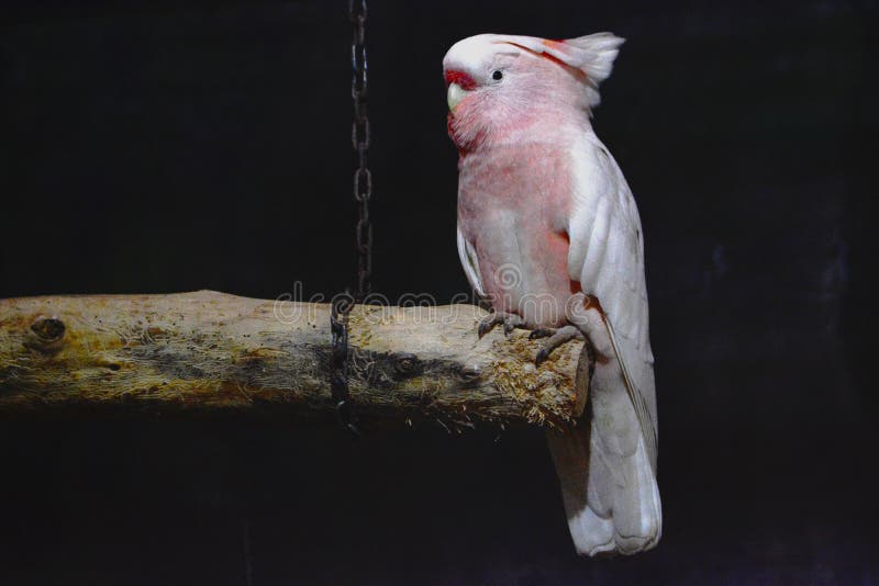 Beautiful parrot stock photo. Image of colors, bird, imitate - 85659308