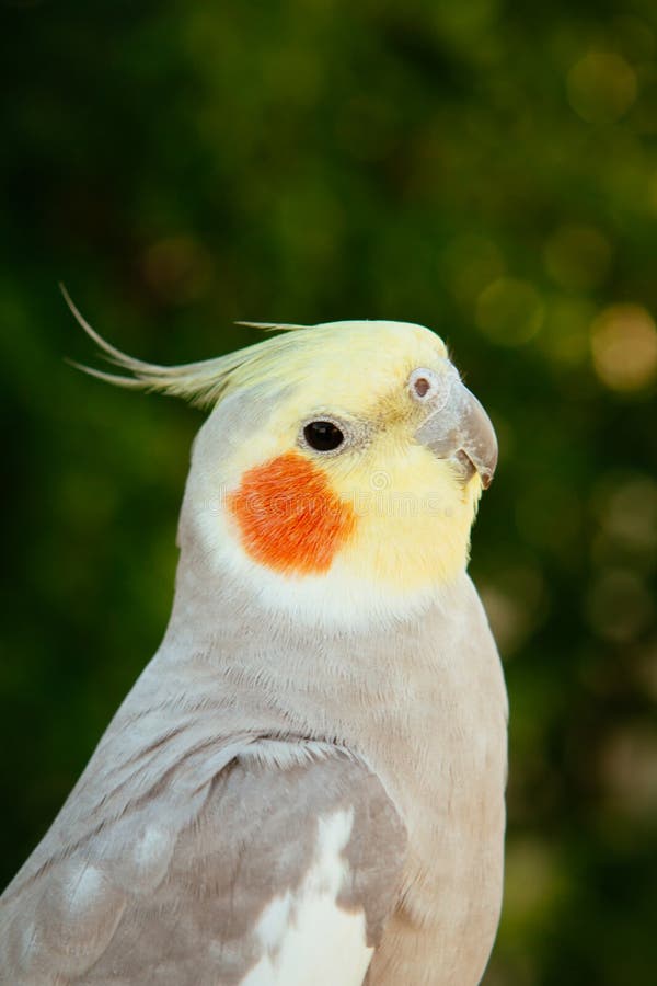 Beautiful Parrot Nymph Gray With Yellow Crest Stock Photo - Image of ...