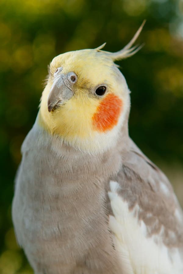 Beautiful Parrot Nymph Gray with Yellow Crest Stock Photo - Image of ...