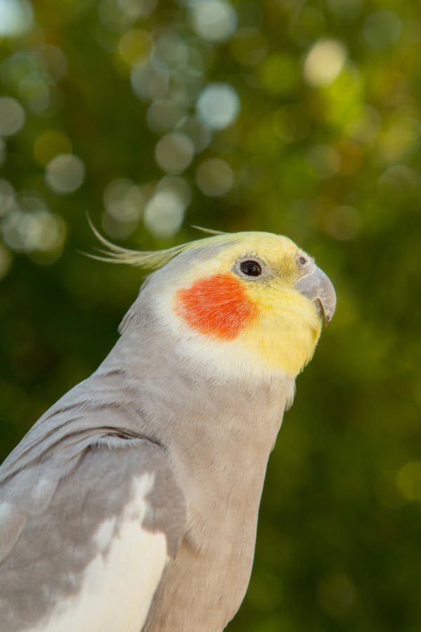 Beautiful parrot nymph stock photo. Image of golden, domestic - 81491654