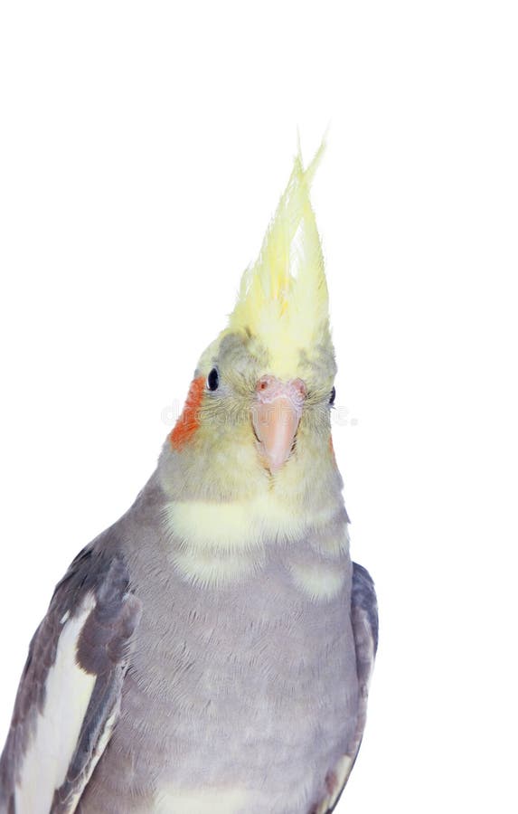 Beautiful Parrot Nymph Gray with Yellow Crest Stock Photo - Image of ...