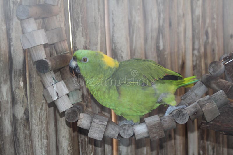 Beautiful Parrot on a Perch Stock Image - Image of back, nature: 218220639