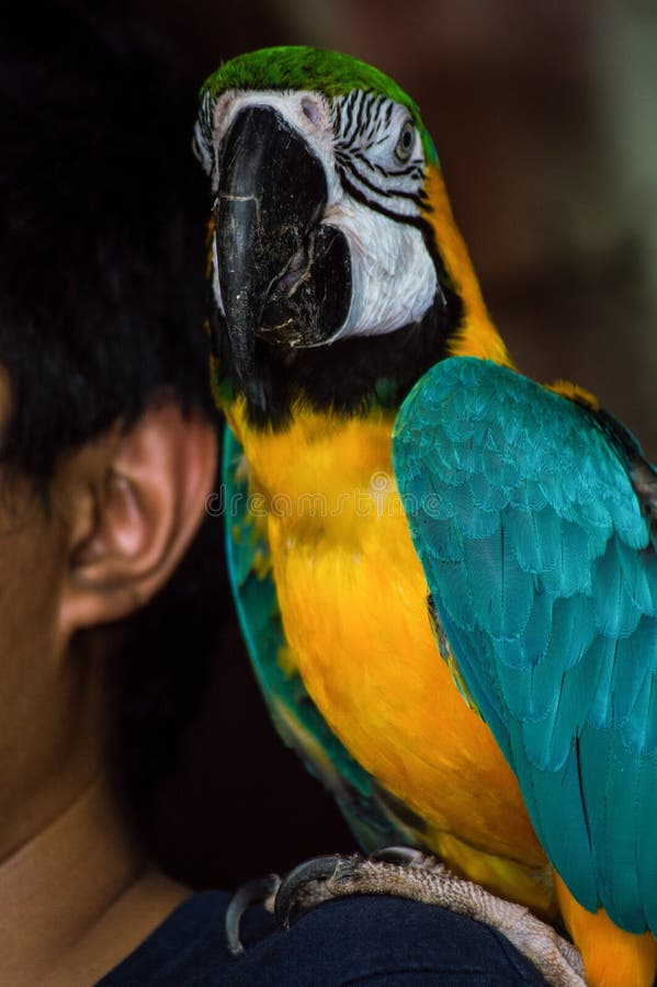 Beautiful Parrot Perches on Shoulder of People Stock Photo - Image of ...
