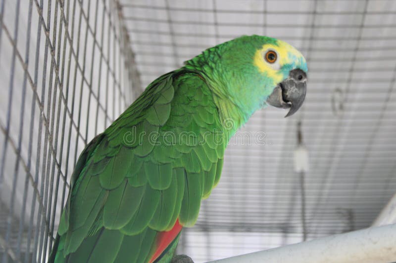 Beautiful Parrot Posing for the Camera. Stock Photo - Image of american ...