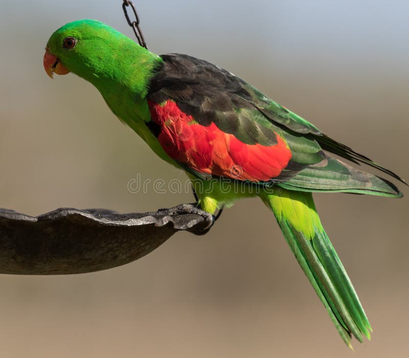 Red Winged Parrot in Australia Stock Photo - Image of aves, colorful ...
