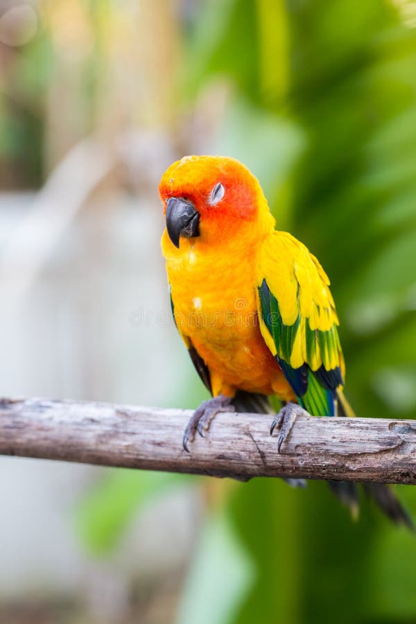 Beautiful Parrot,sun Conure Stock Image - Image of beauty, sleep: 61851465