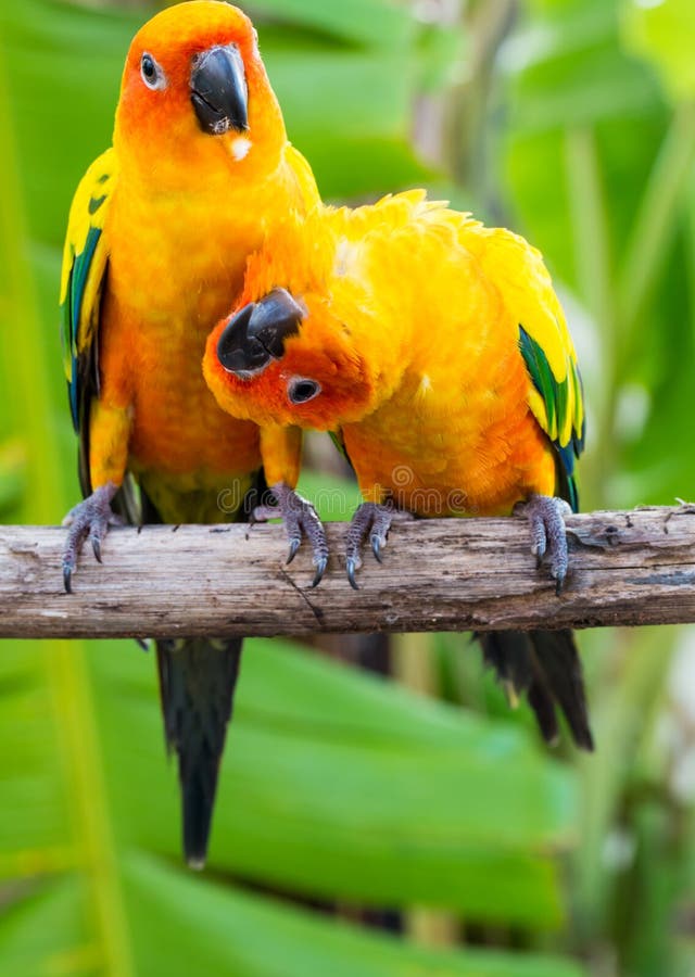 Beautiful Parrot,sun Conure Stock Image - Image of colorful, young ...