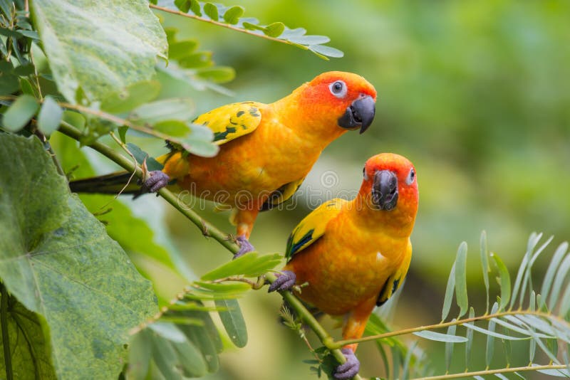 Beautiful Parrot Sun Conure Stock Photo - Image of background, bird ...