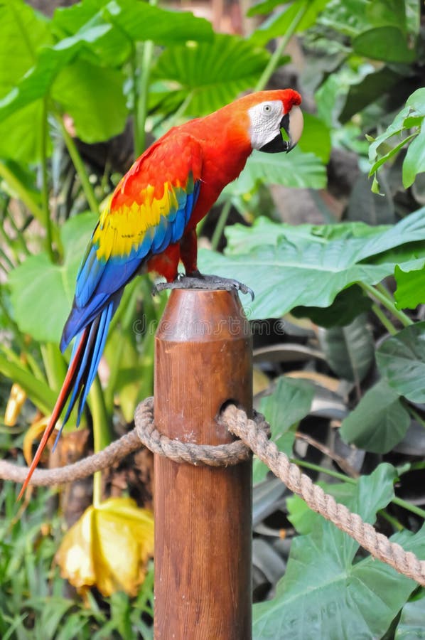 Beautiful Parrot stock photo. Image of white, yellow - 64822566