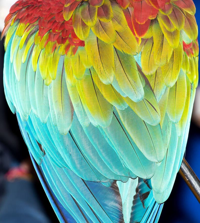 Beautiful parrot wings stock image. Image of color, feathers - 105075747