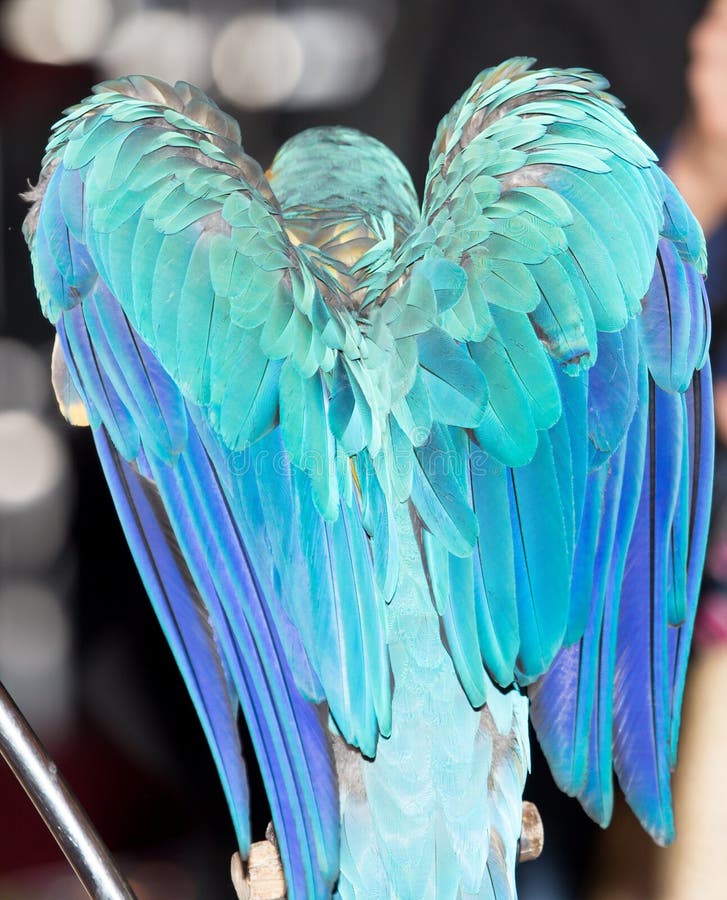 Beautiful parrot wings stock photo. Image of wings, nature - 105650090