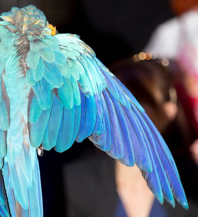 Beautiful parrot wings stock photo. Image of wings, nature - 105650090