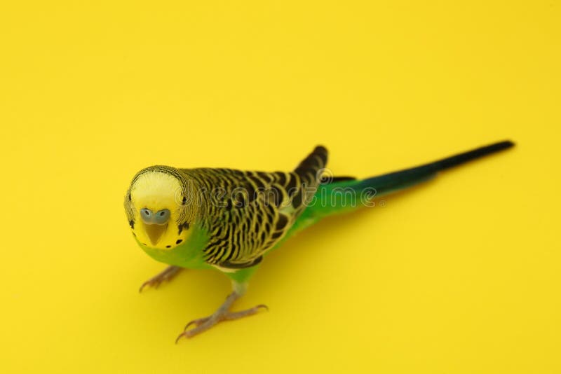 Beautiful Parrot on Yellow Background. Exotic Pet Stock Image - Image ...