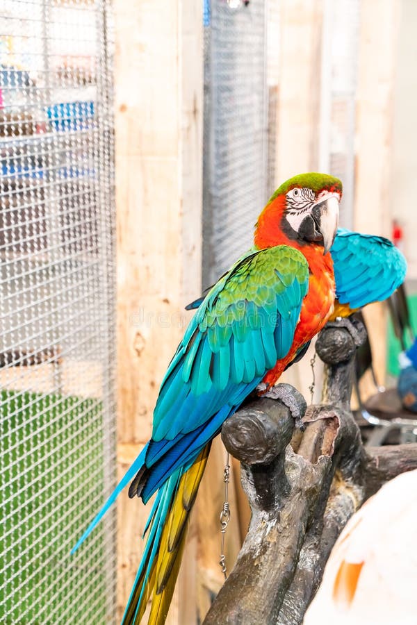 Beautiful parrot in zoo stock photo. Image of vibrant - 157884386