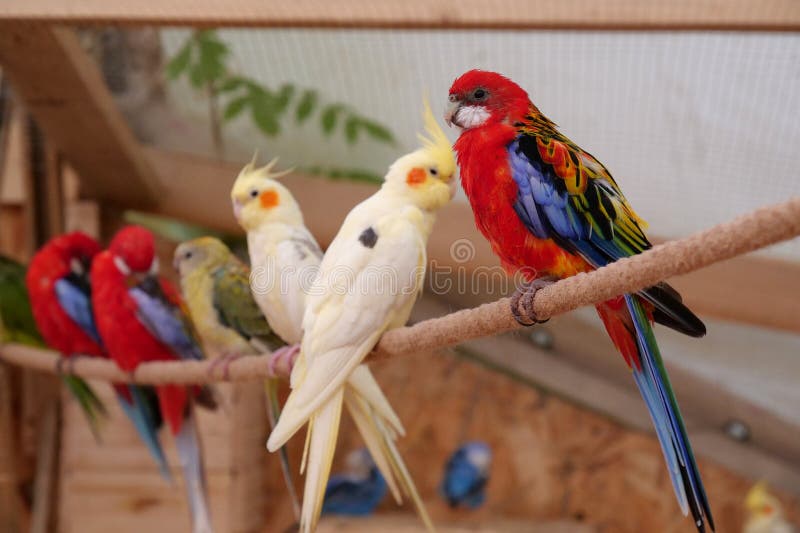 Beautiful Parrots with Colorful Feathers Sits on a Rope Stock Photo ...
