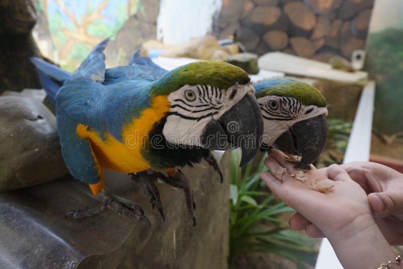 Beautiful Parrots is Eating Food with Hands Stock Image - Image of cute ...