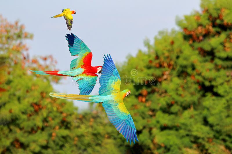 Beautiful Parrots Flying in the Forest. Stock Photo - Image of tree ...