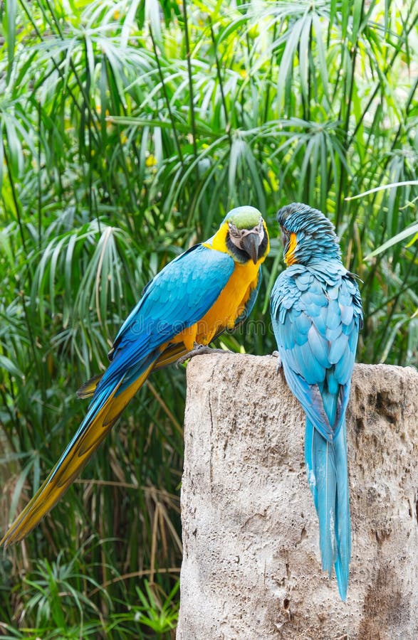 Beautiful parrots stock image. Image of wildlife, feather - 300125915