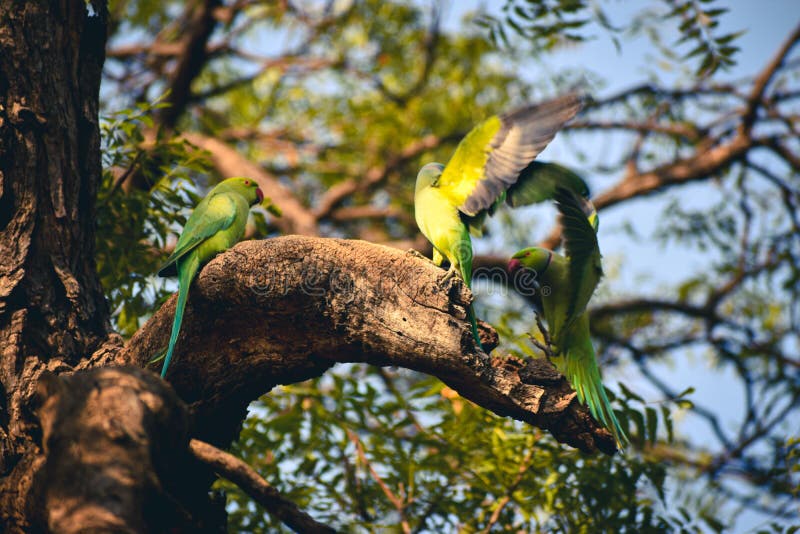 Beautiful Parrots Sit on the Tree.the Environment is Also Gorgeous ...