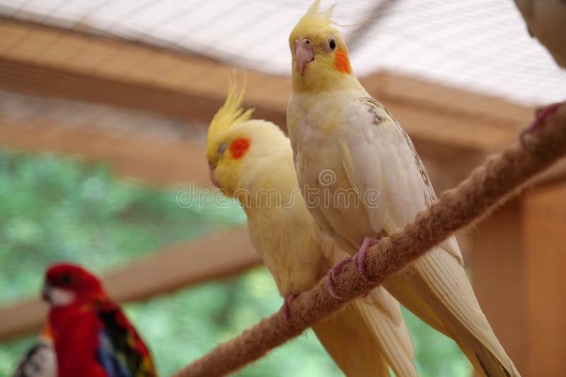 Beautiful Parrots with Yellow and White Feathers Sits on a Rope Stock ...