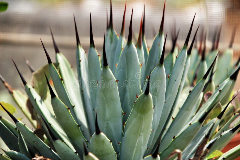 Beautiful Parry Agave in the Garden Stock Image - Image of water ...
