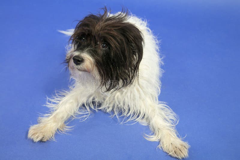 Parson Jack Russell Terrier Sitting Up and Begging Stock Photo - Image ...