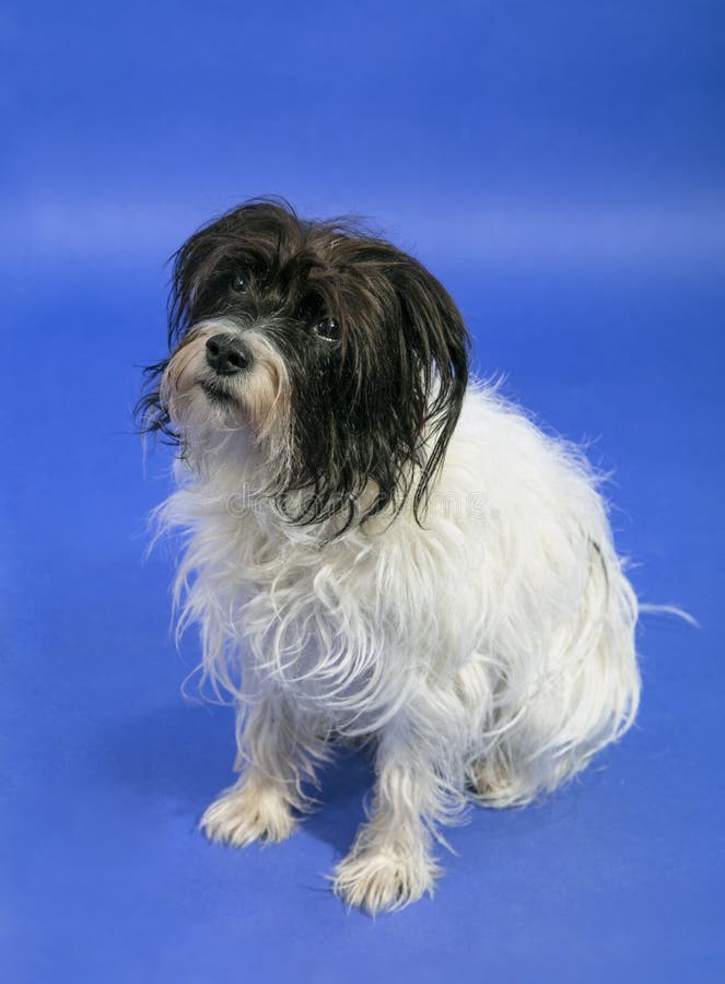 Parson Jack Russell Terrier Sitting Up and Begging Stock Photo - Image ...