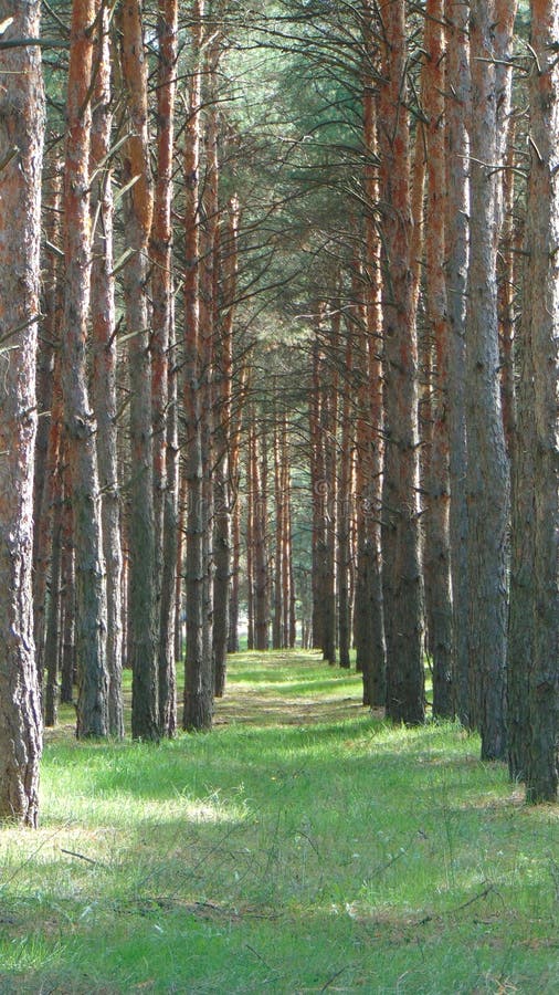 Beautiful Passage Under the Trees Wallpaper Stock Photo - Image of ...