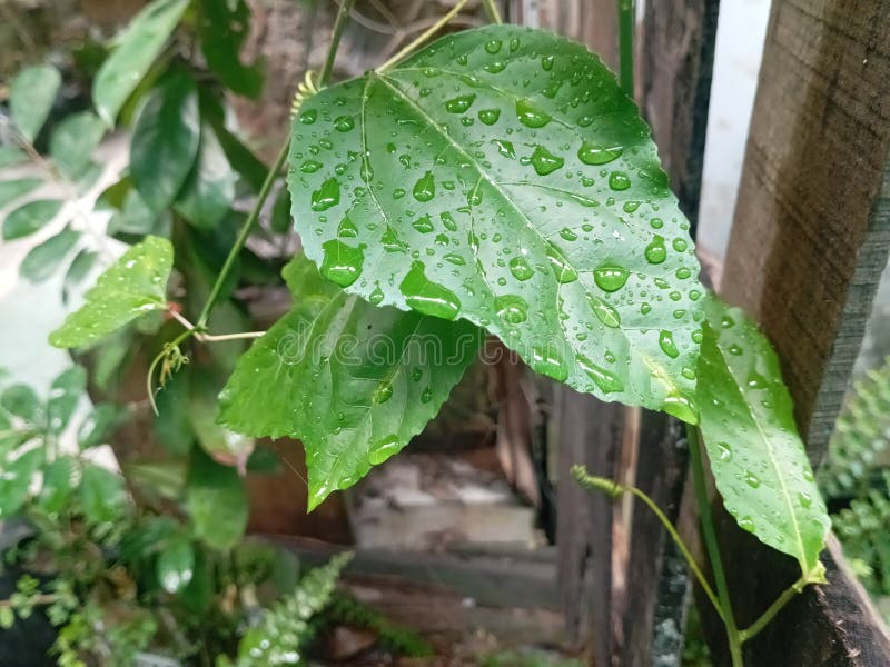 Beautiful Passiflora Leaves after Being Drenched in Rain Stock Photo ...