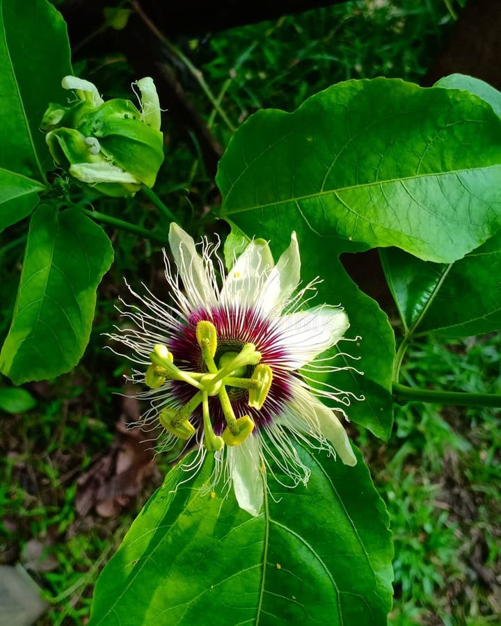 Beautiful Passion Fruit Flower Stock Photo - Image of flower, fruit ...