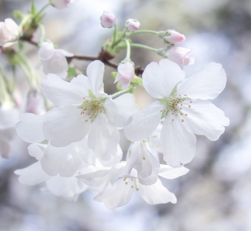 Beautiful Pastel Close-up of Cherry Blossoms Blooming Stock Image ...