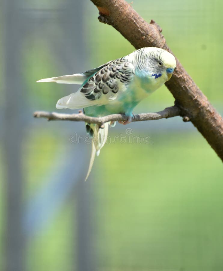 Beautiful Pastel Colored Common Parakeet on a Branch Stock Image ...