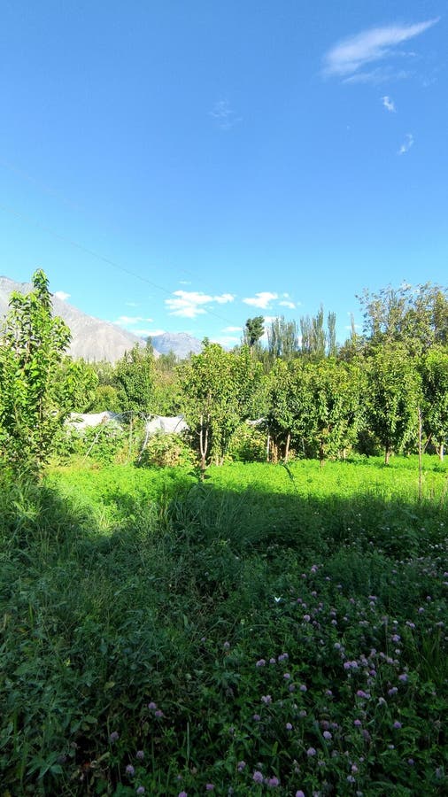Beautiful Pasture Everywhere Stock Photo - Image of beautiful, meadow ...