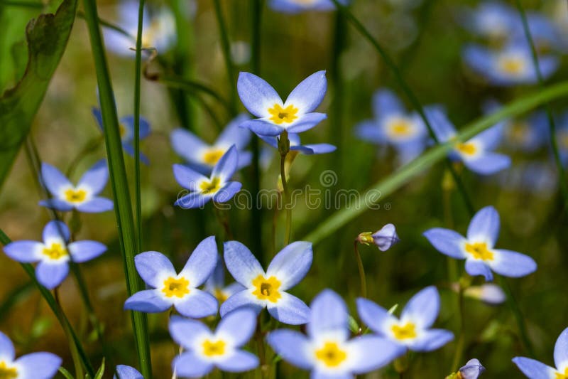 Beautiful Patch of Bluets Blooming Along the Blue Ridge Parkway Stock ...