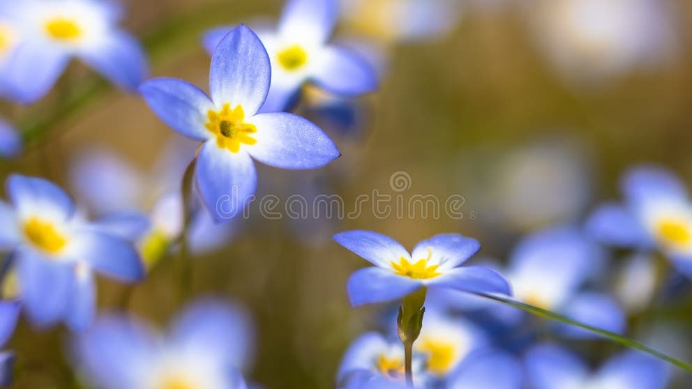 Beautiful Patch of Bluets Blooming Along the Blue Ridge Parkway Stock ...