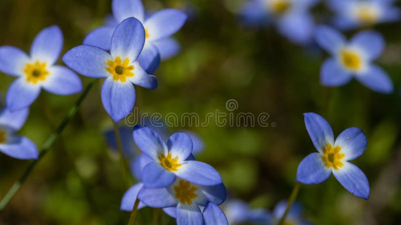 Beautiful Patch of Bluets Blooming Along the Blue Ridge Parkway Stock ...