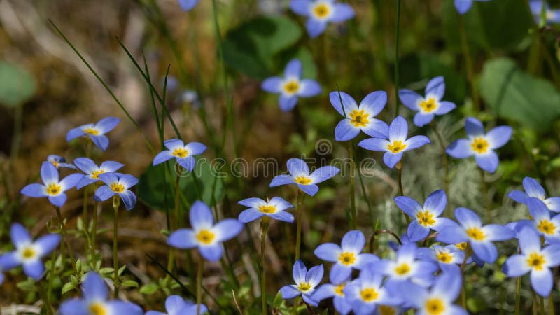 Beautiful Patch of Bluets Blooming Along the Blue Ridge Parkway Stock ...
