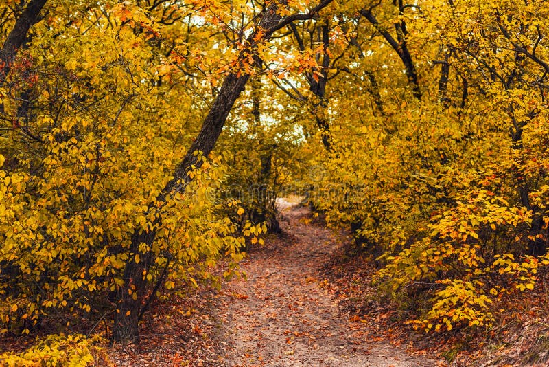 Beautiful Path stock image. Image of road, alps, jogging - 49921079