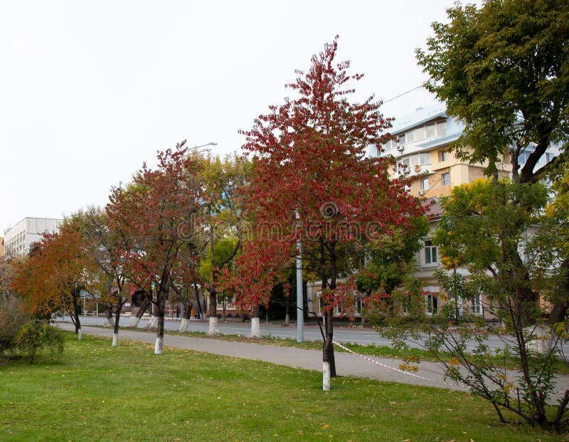 A Beautiful Path on the Central Square of the City of Tyumen in Autumn ...