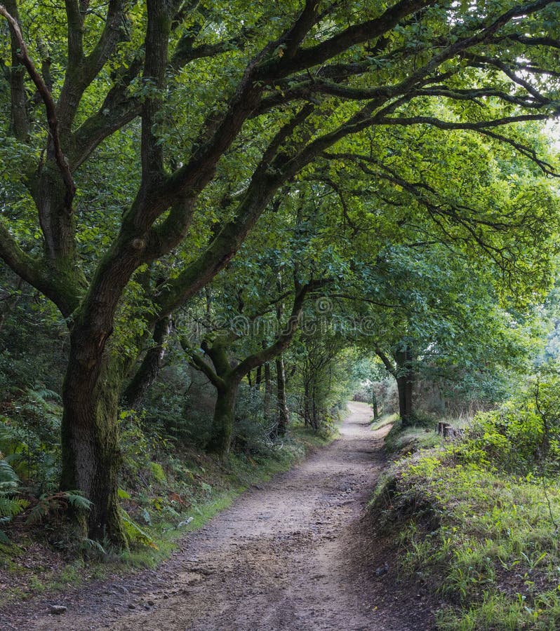 Beautiful path in a forest stock photo. Image of tranquil - 268773574