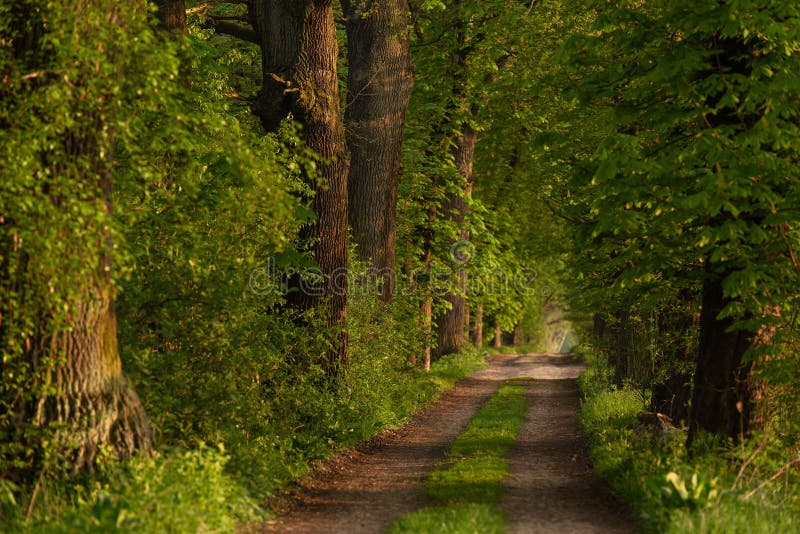 Beautiful Path in the Forest in the Spring Morning, Silesia Poland ...