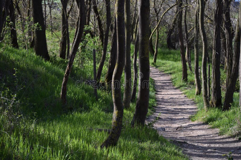 A Path Leads Past a Leafy Piece of Tree Stock Image - Image of green ...