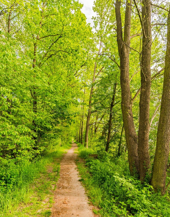 Beautiful Path Lined with Trees in Green Nature Stock Photo - Image of ...
