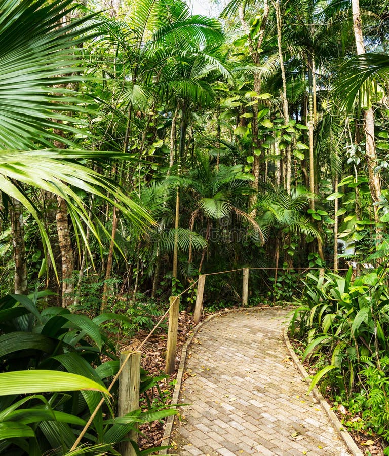Beautiful Path through a Lush Tropical Forest Stock Image - Image of ...